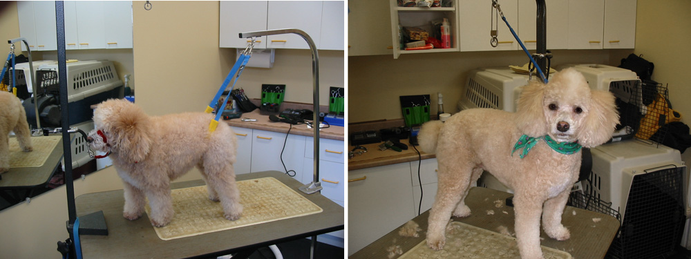 Grooming - GUIDES CANINS